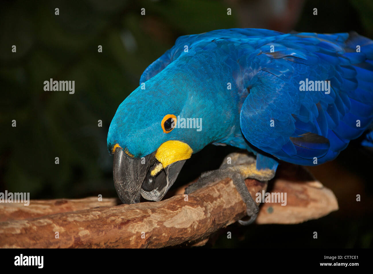 Panama amazon parrot hi-res stock photography and images - Alamy