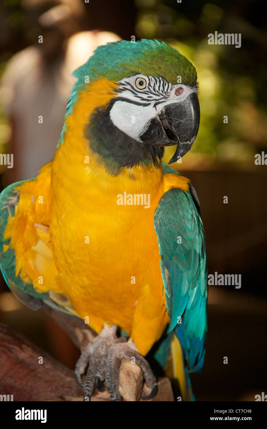 The Ara Parrot Stock Photo - Alamy
