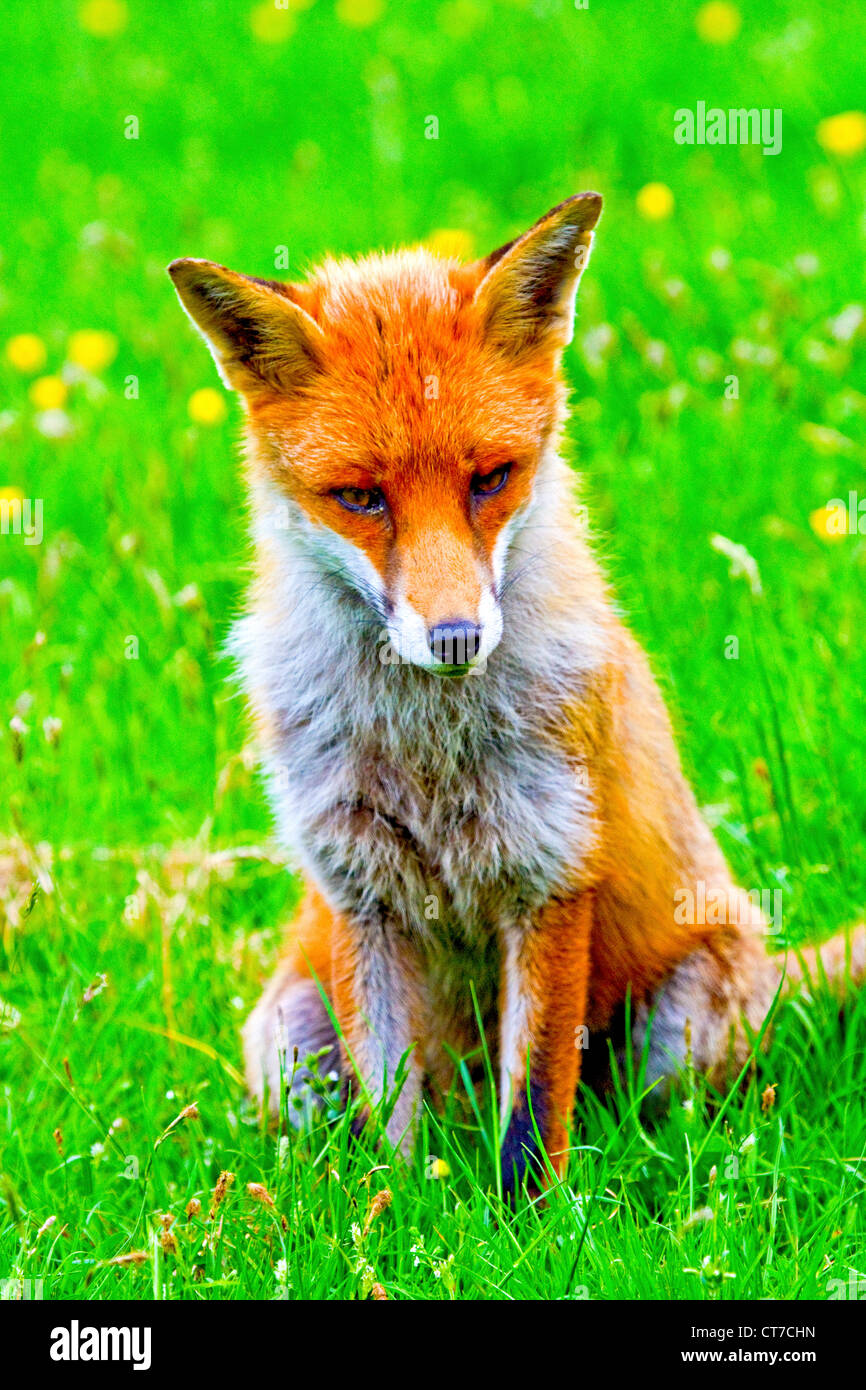 Fox Hunted Stock Photos & Fox Hunted Stock Images - Alamy
