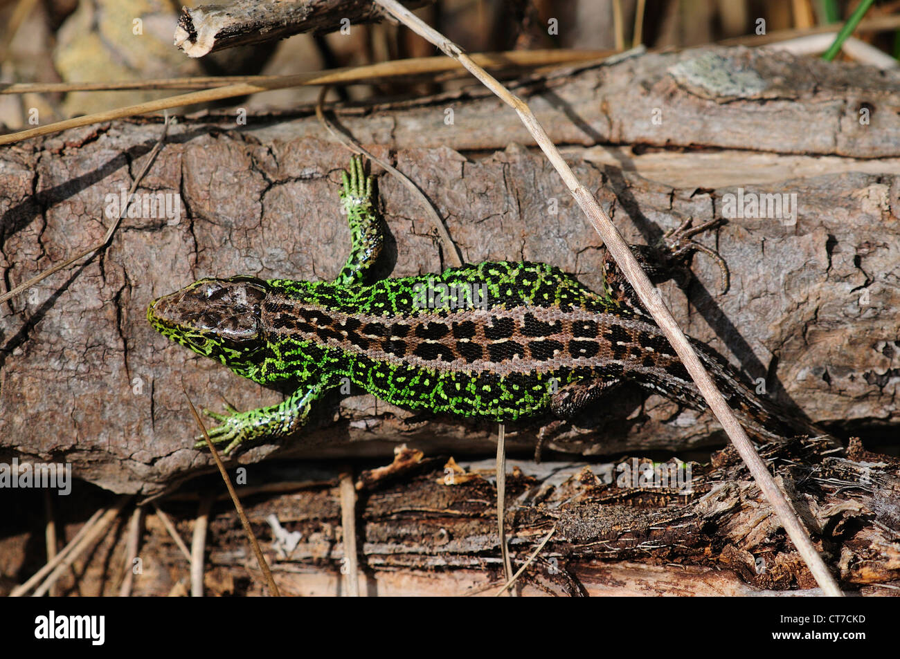 Basking in the sun hi-res stock photography and images - Alamy