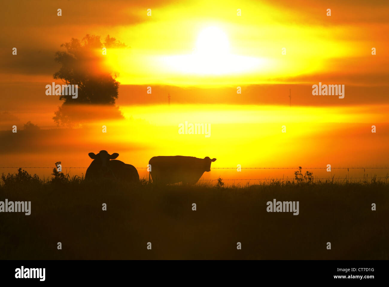 Cows on a pasture in Sunrise Stock Photo - Alamy