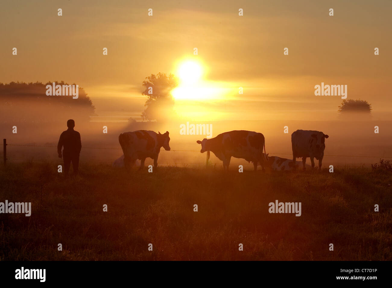 Cows on a pasture in Sunrise Stock Photo - Alamy