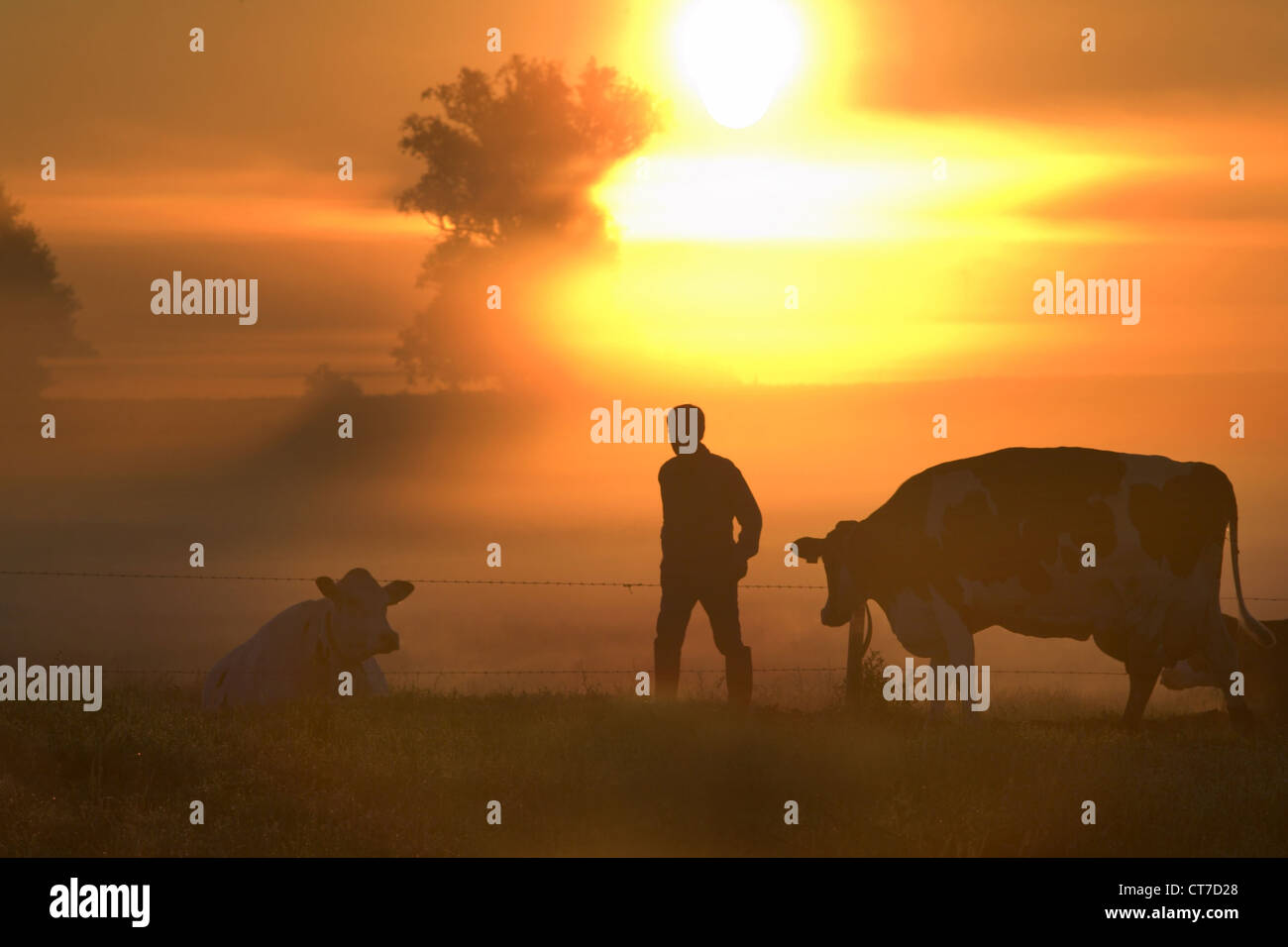 Cows on a pasture in Sunrise Stock Photo - Alamy