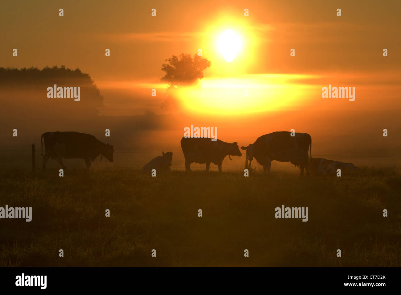 Cows on a pasture in Sunrise Stock Photo - Alamy