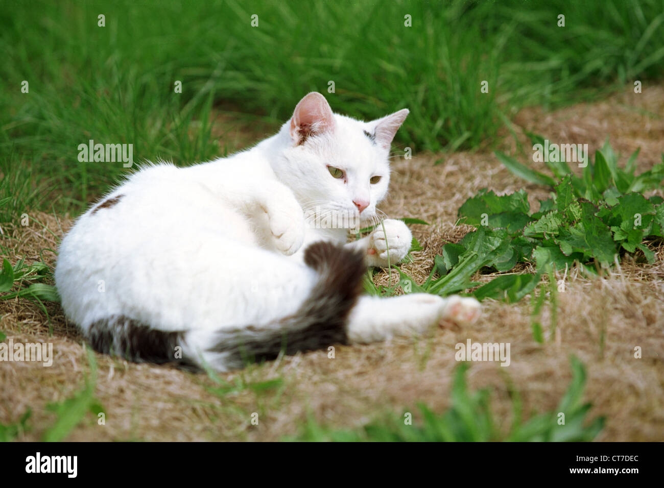 A white cat sunning Stock Photo - Alamy