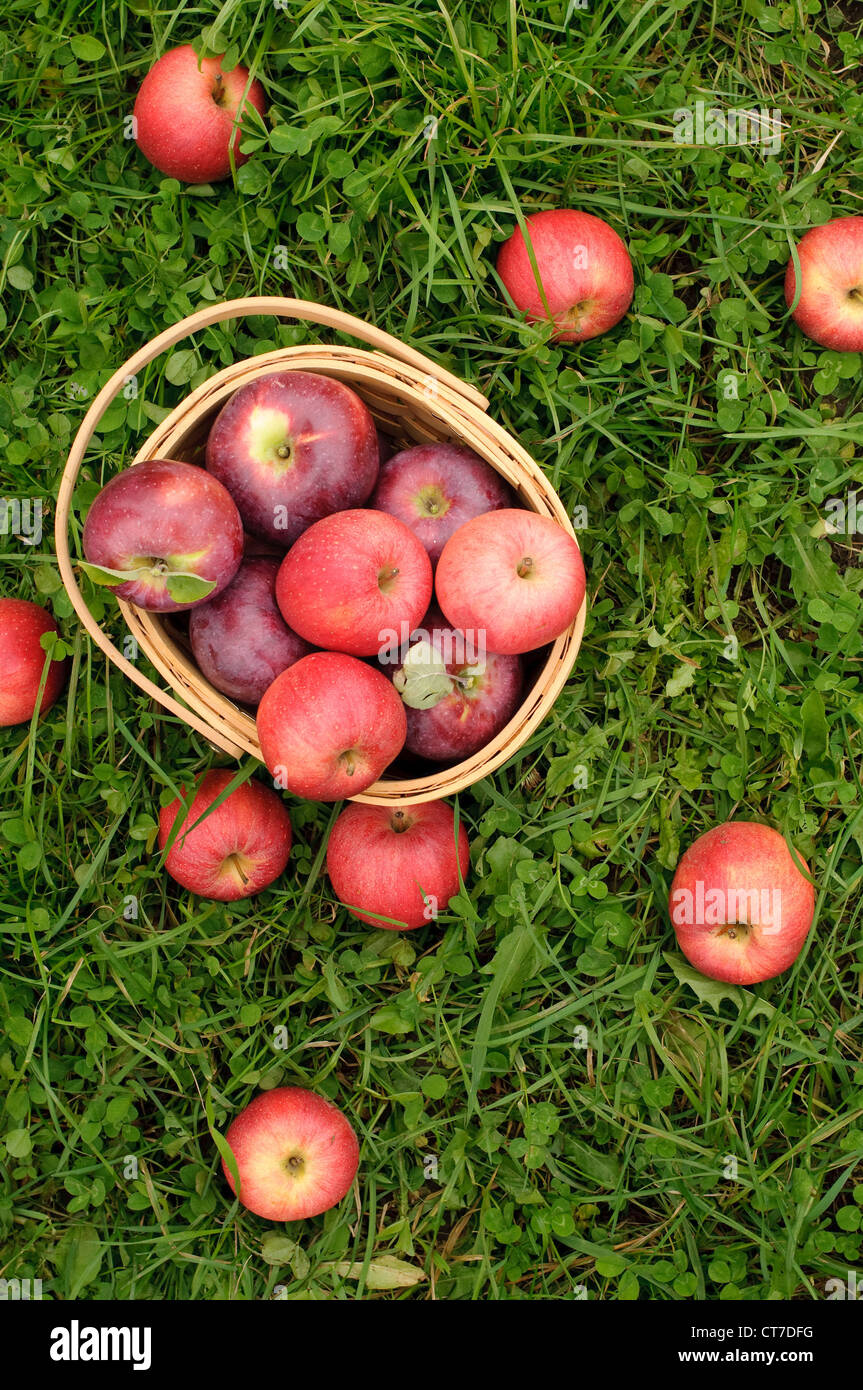 Harvesting Apples Orchard High Resolution Stock Photography and Images ...