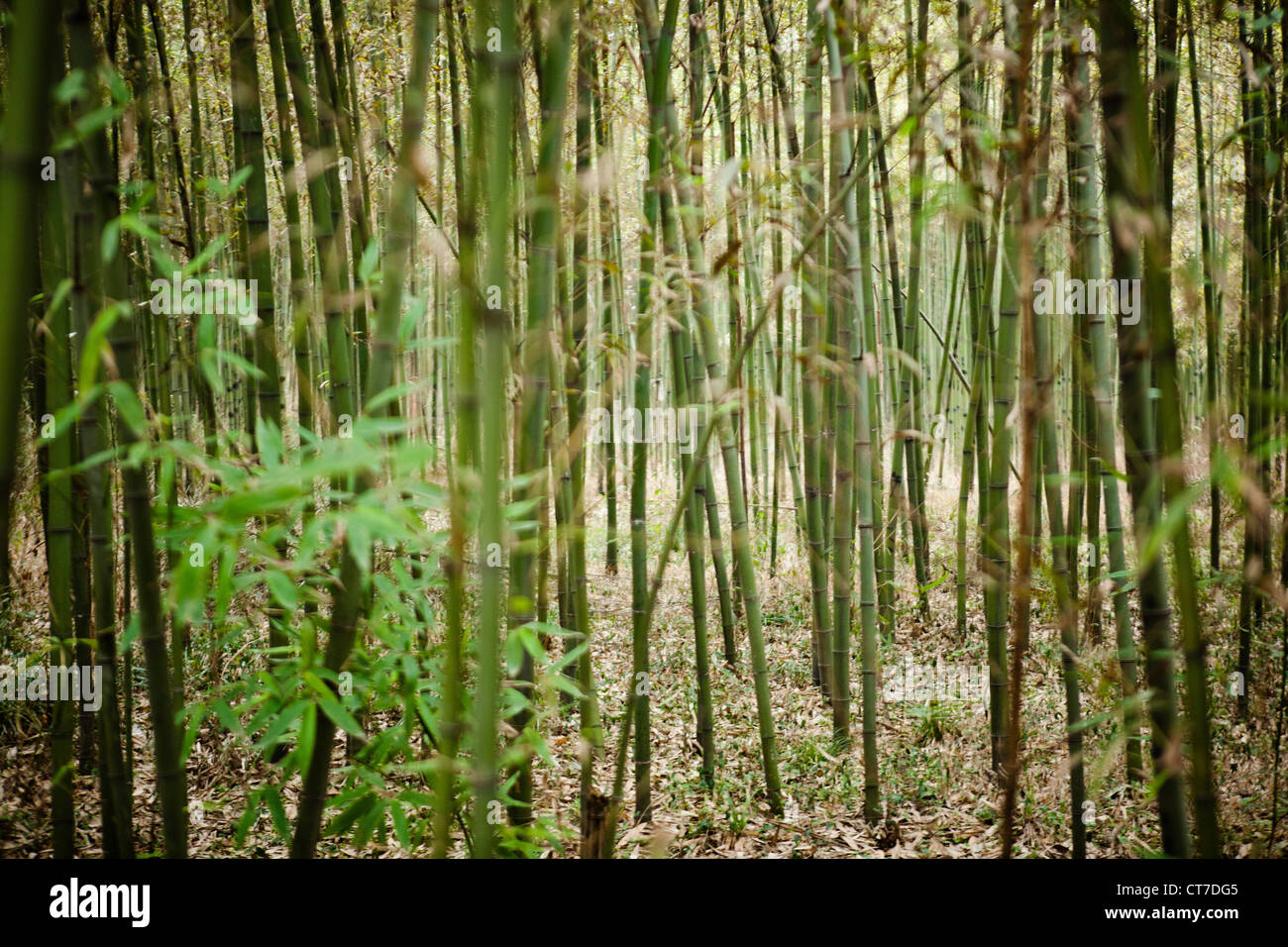 Large bamboo species hi-res stock photography and images - Alamy