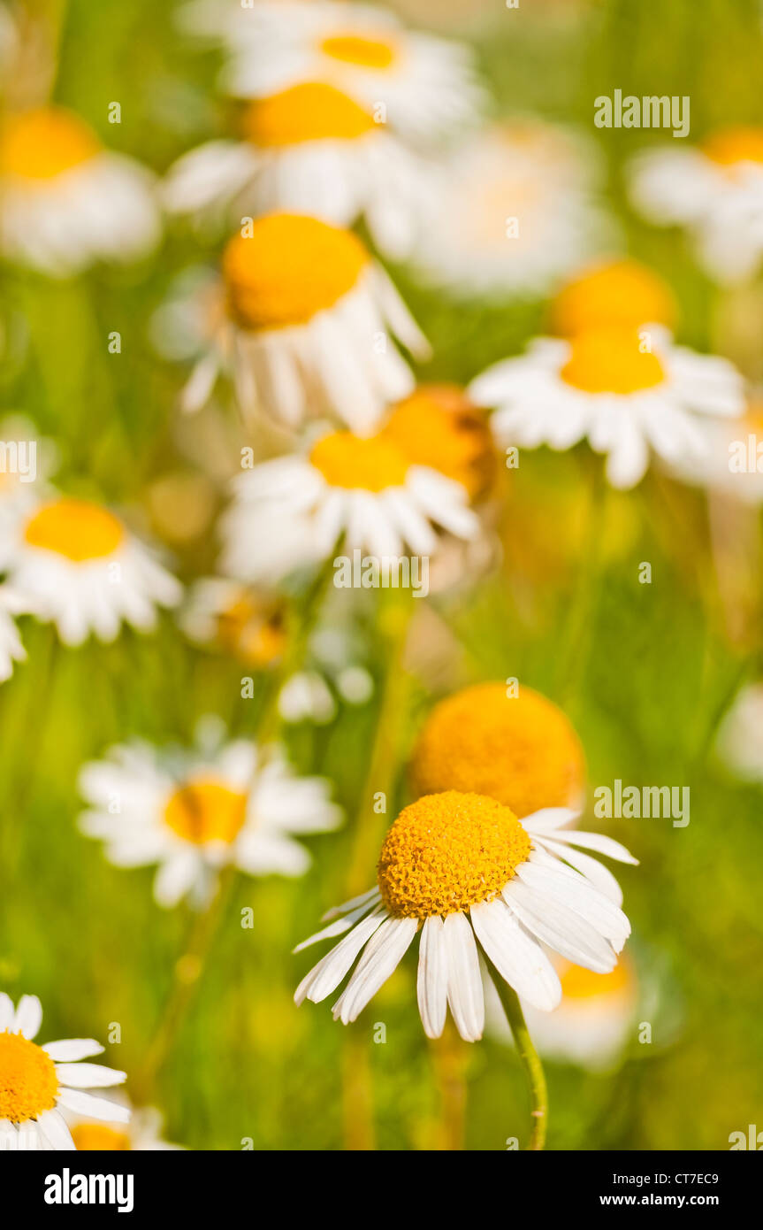 closeup of chamomile Stock Photo - Alamy