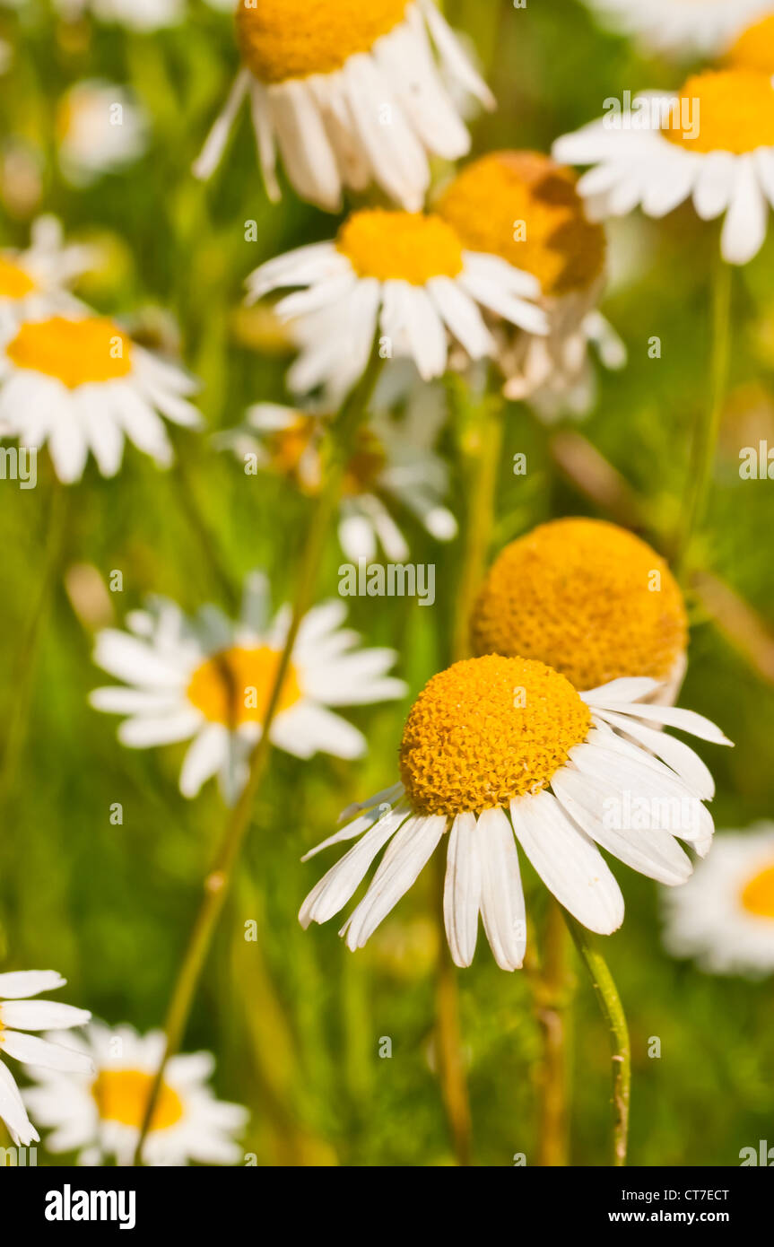 Chamomile flower stem design hi-res stock photography and images - Alamy