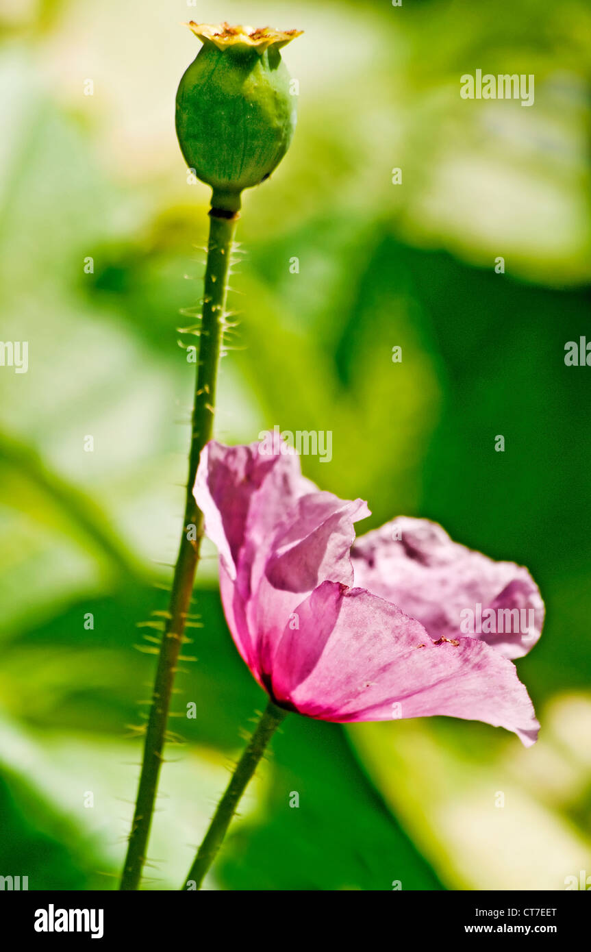 poppy, capsule and flower Stock Photo - Alamy