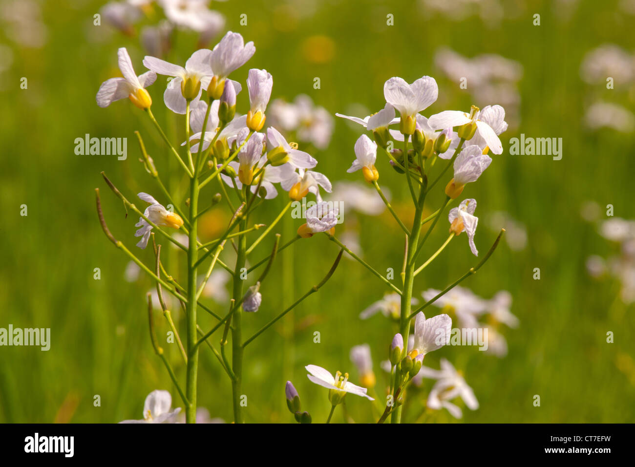 Cuckoo Flower or Lady's Smock Stock Photo - Alamy
