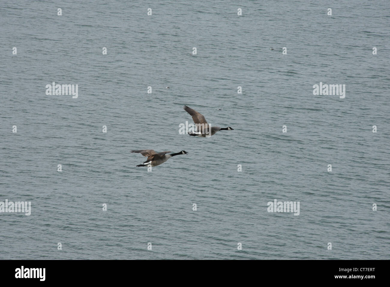 Birds of Alcatraz Stock Photo - Alamy