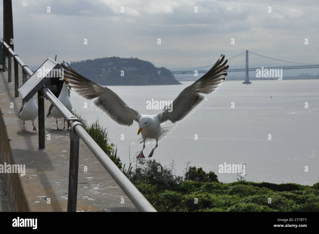 Birds of Alcatraz Stock Photo - Alamy