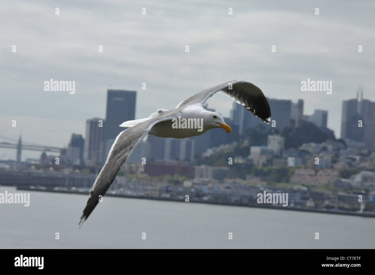 Birds of Alcatraz Stock Photo - Alamy