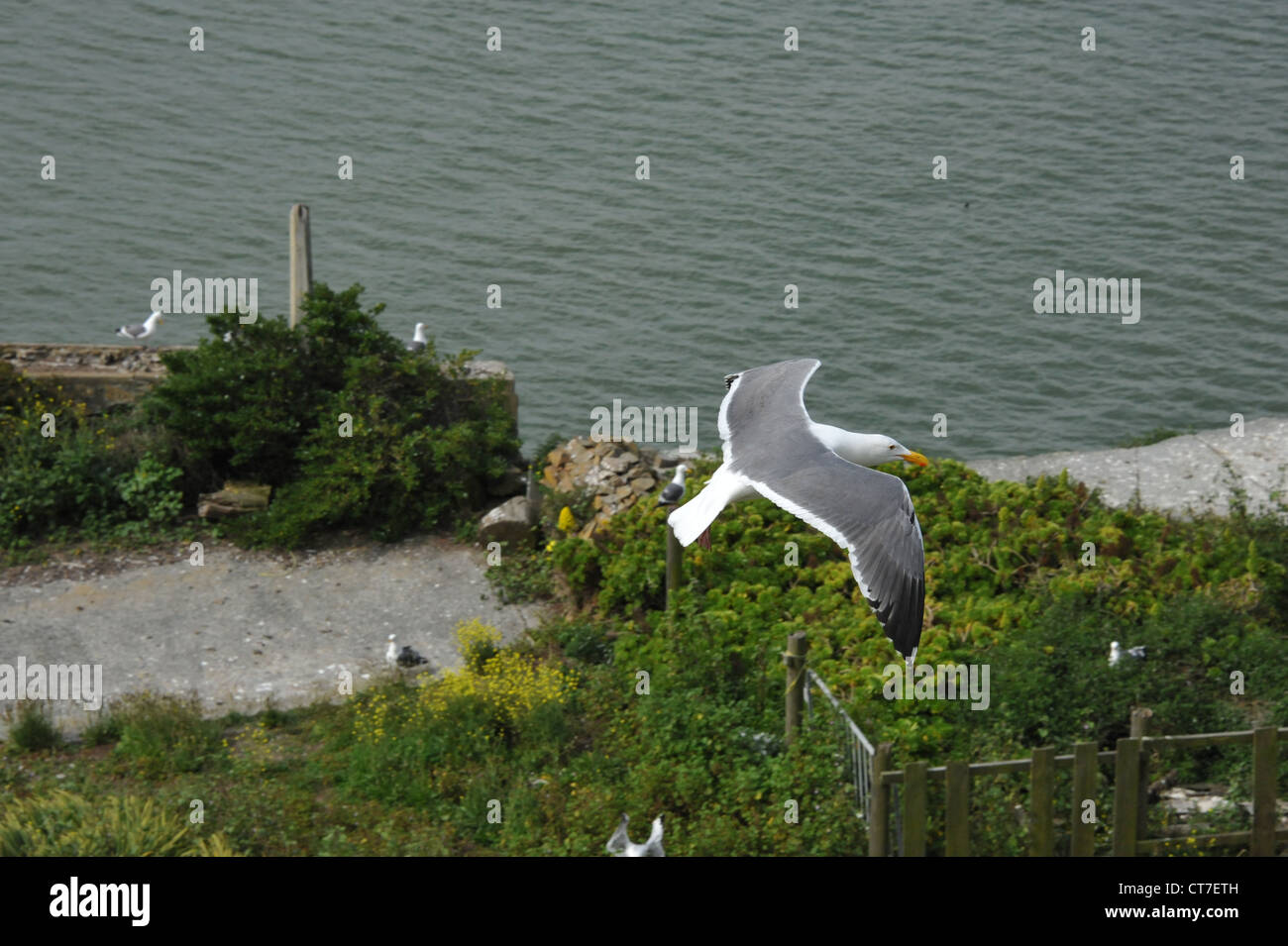 Birds of Alcatraz Stock Photo - Alamy