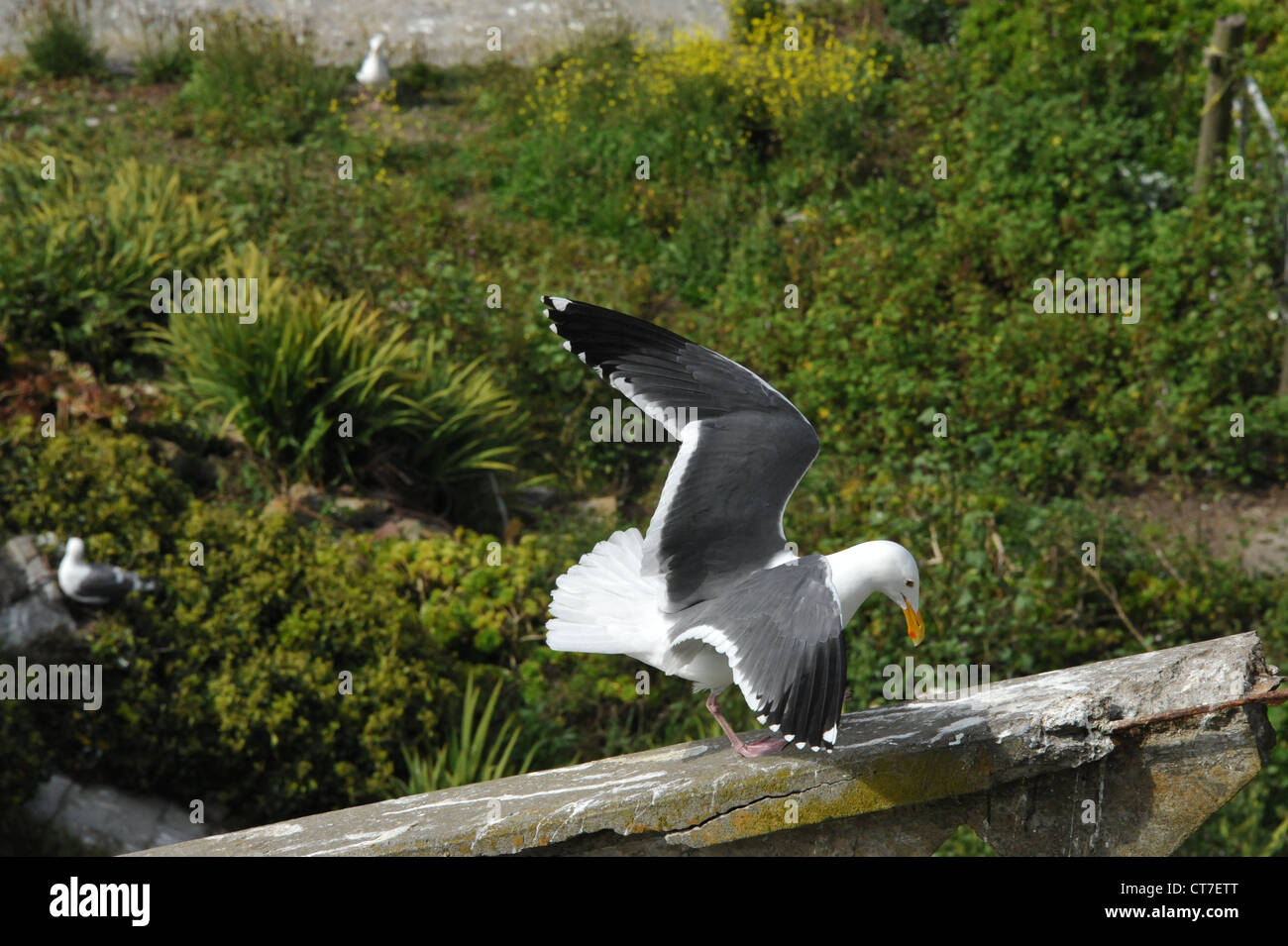 Birds of Alcatraz Stock Photo - Alamy