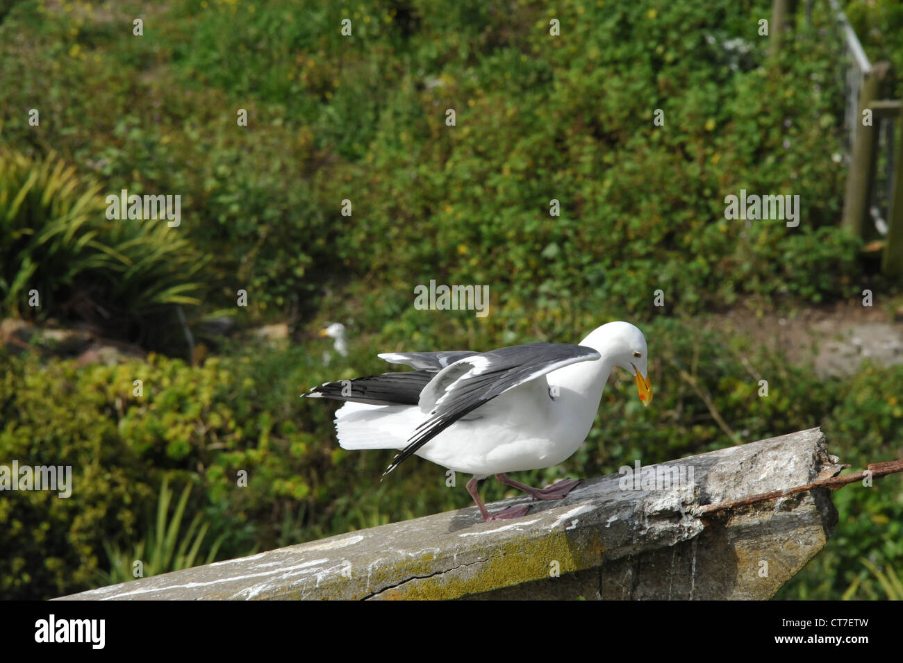 Birds of Alcatraz Stock Photo - Alamy