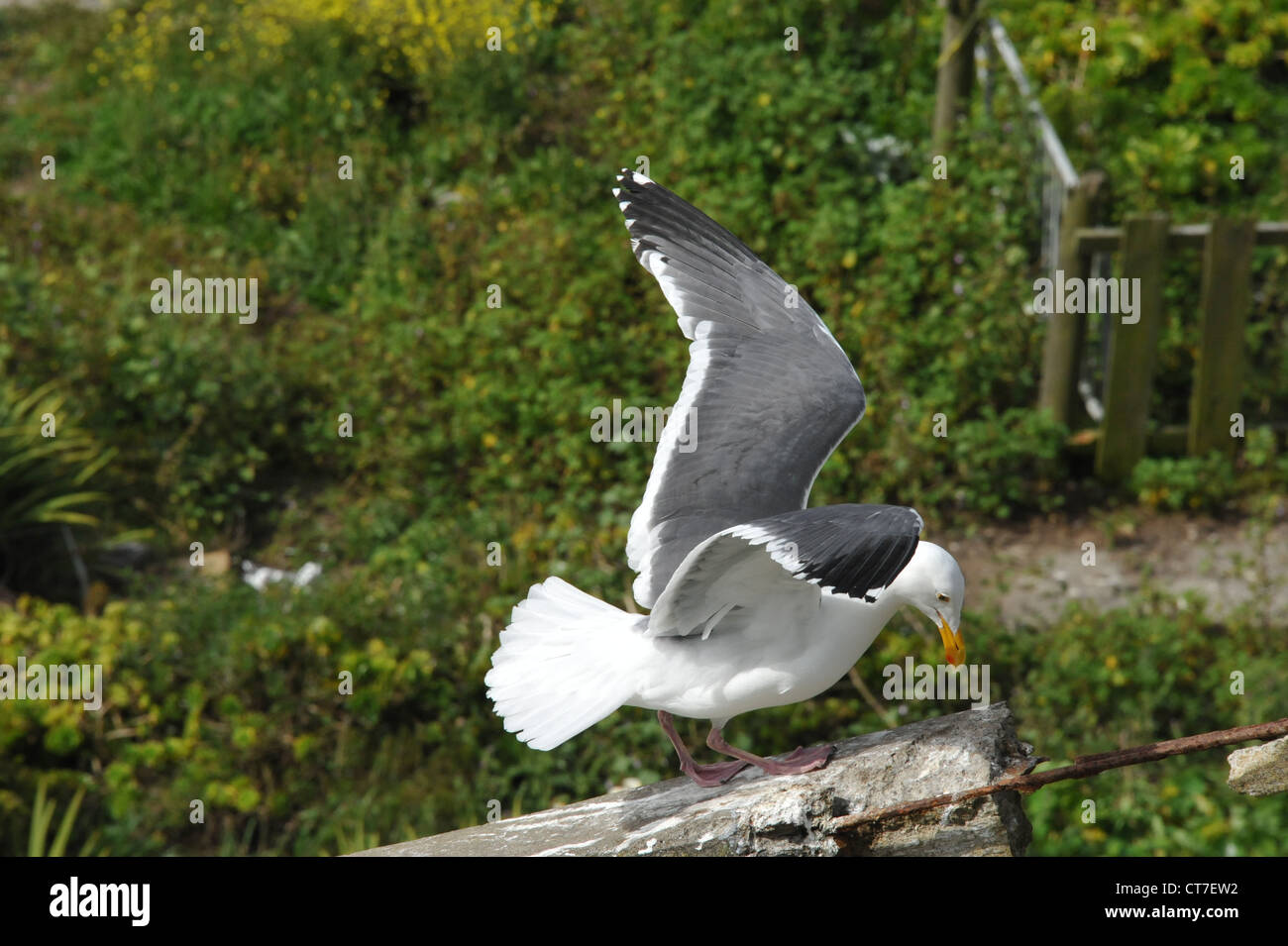 Birds of Alcatraz Stock Photo - Alamy