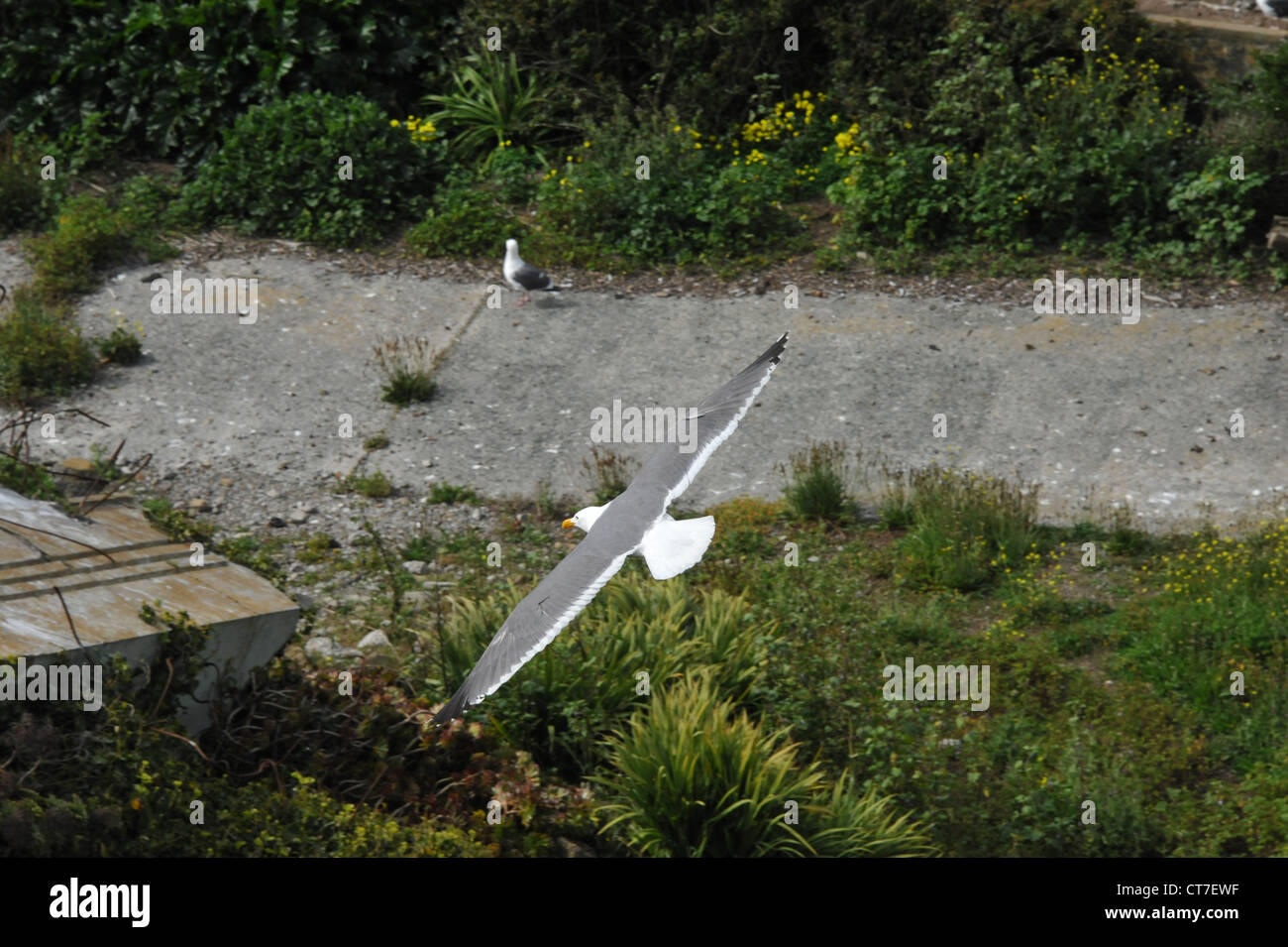Birds of Alcatraz Stock Photo - Alamy