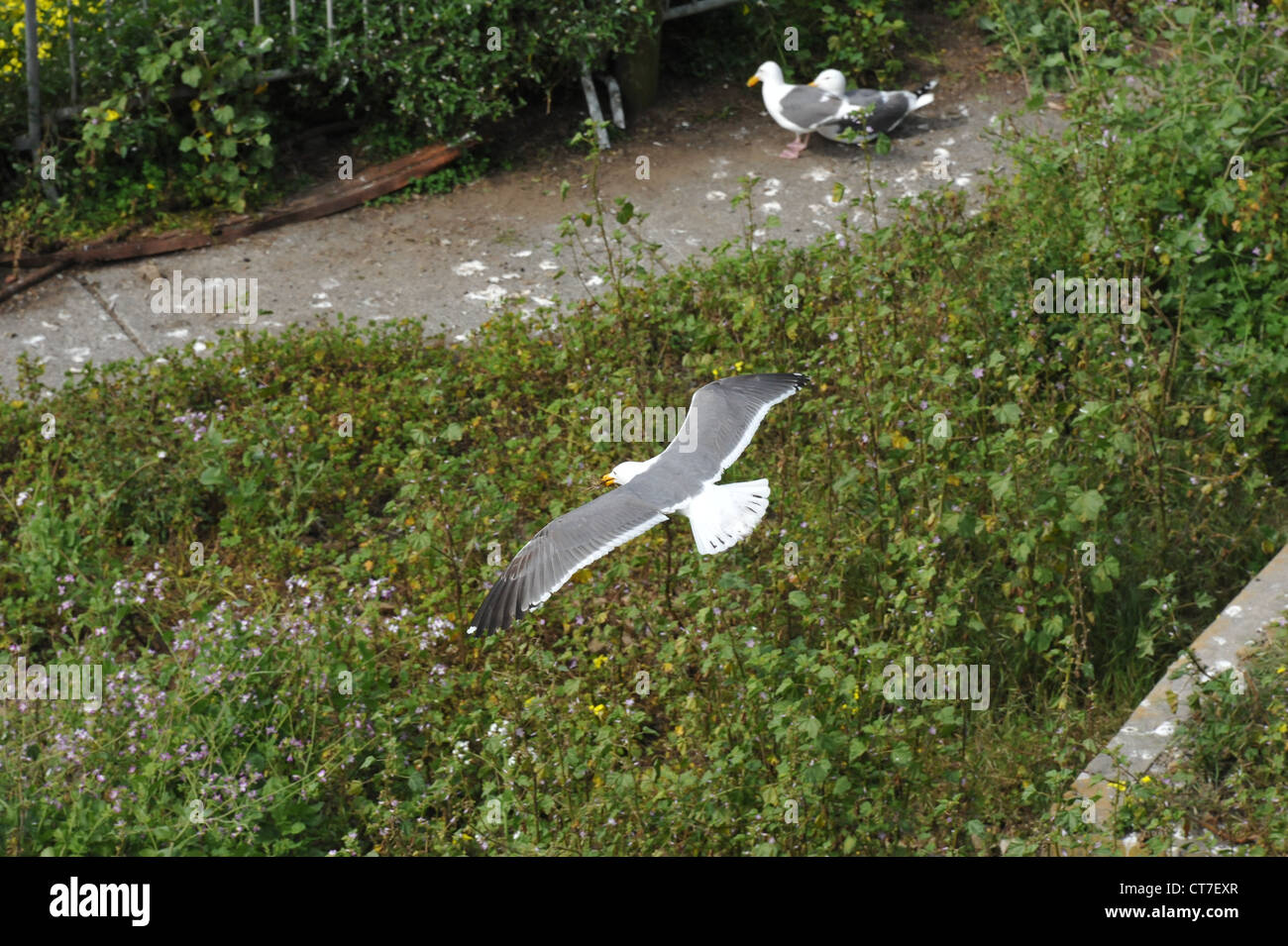 Birds of Alcatraz Stock Photo - Alamy