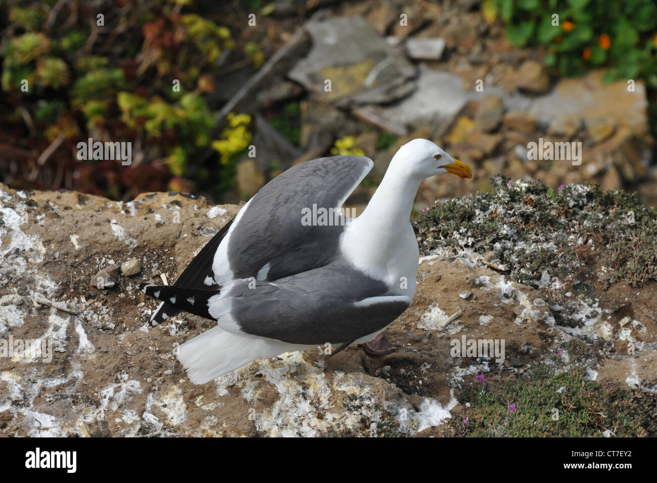 Birds of Alcatraz Stock Photo - Alamy