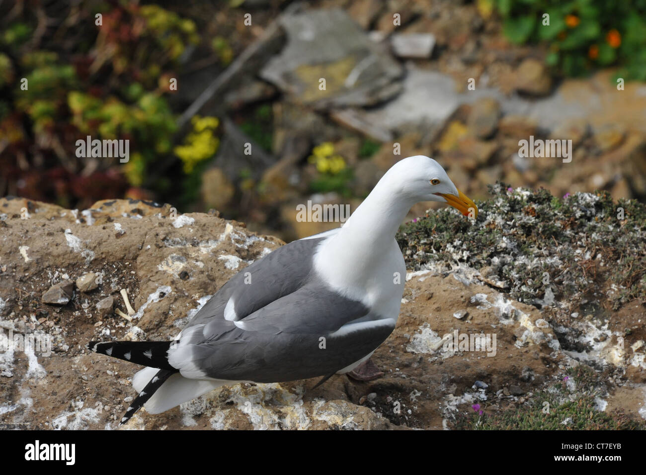 Birds of Alcatraz Stock Photo - Alamy