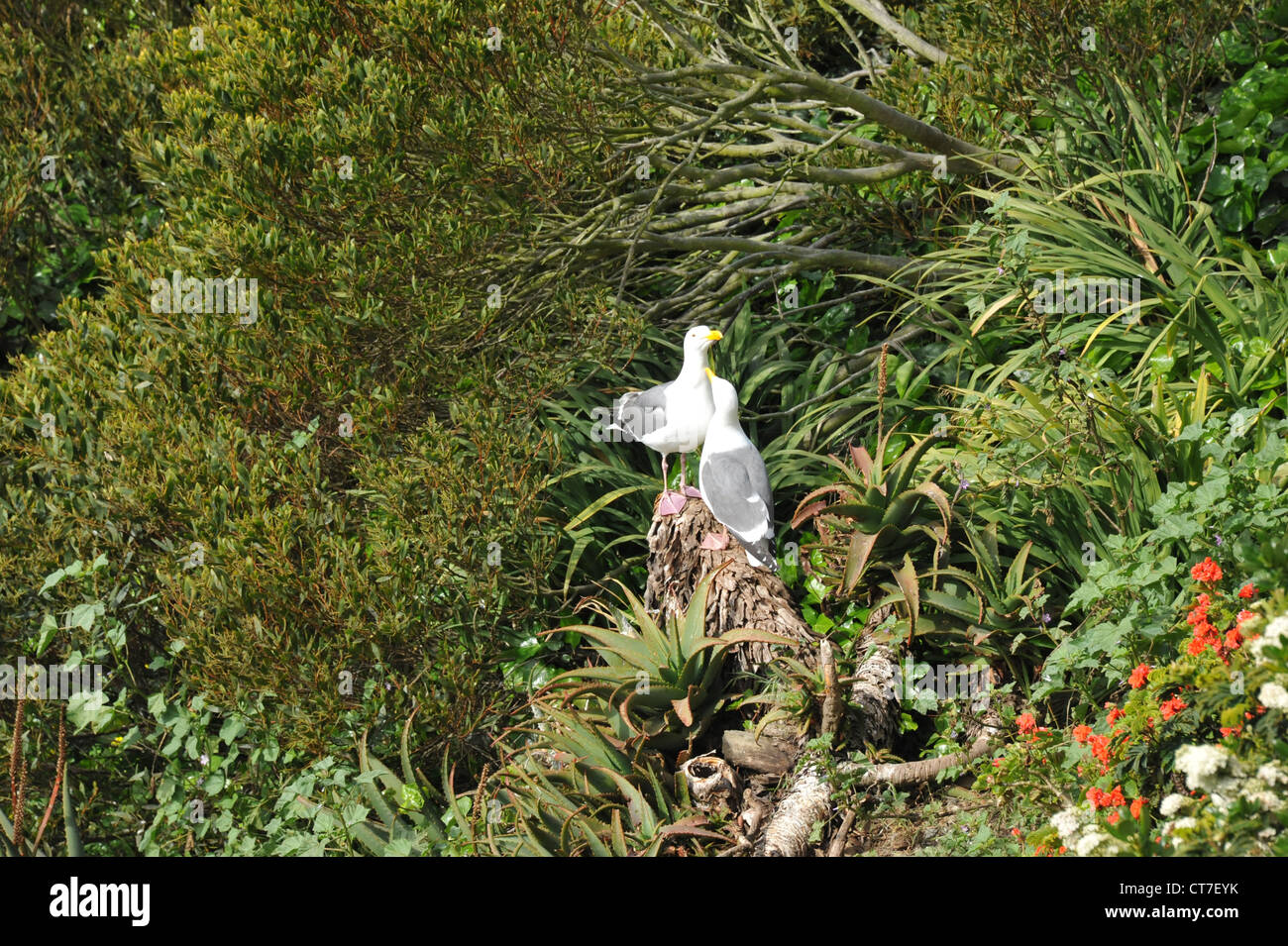 Birds of Alcatraz Stock Photo - Alamy