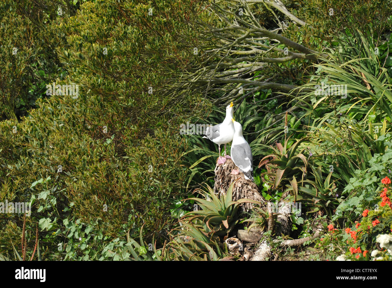 Birds of Alcatraz Stock Photo - Alamy