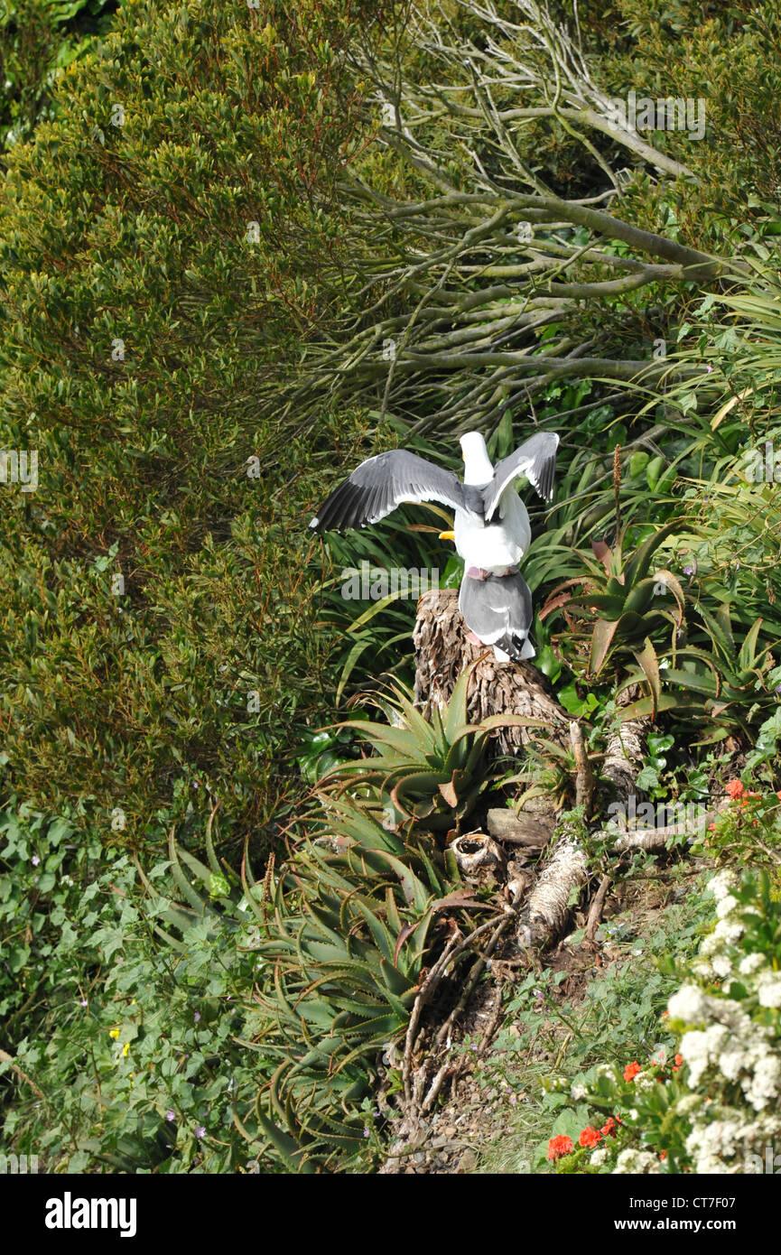 Birds of Alcatraz Stock Photo - Alamy