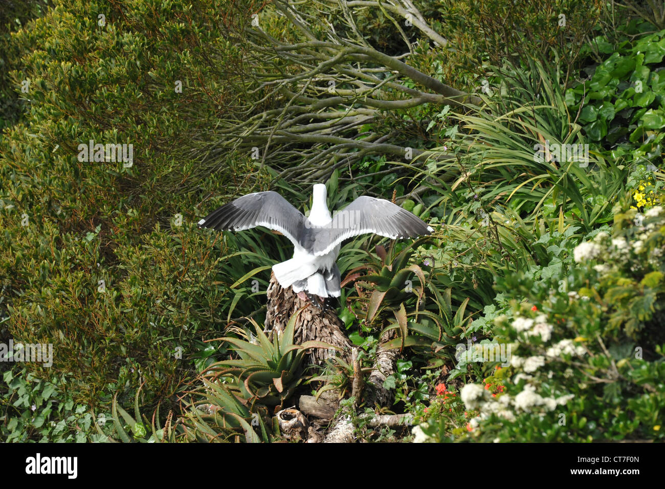 Birds of Alcatraz Stock Photo - Alamy
