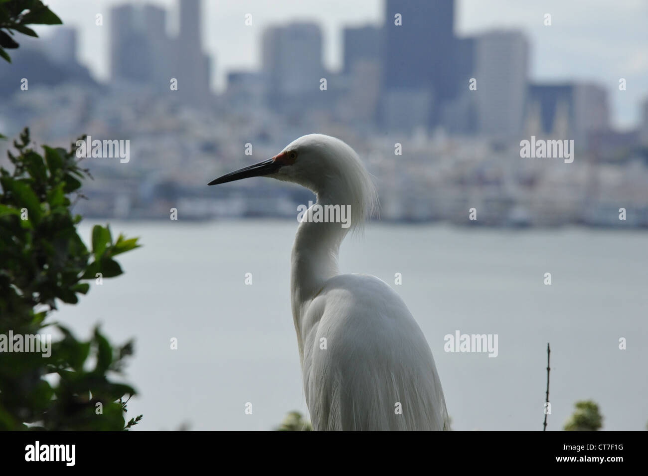 Birds of Alcatraz Stock Photo - Alamy