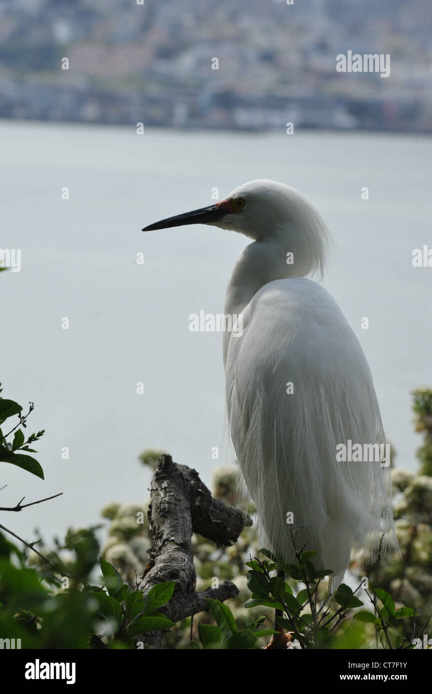 Birds of Alcatraz Stock Photo - Alamy