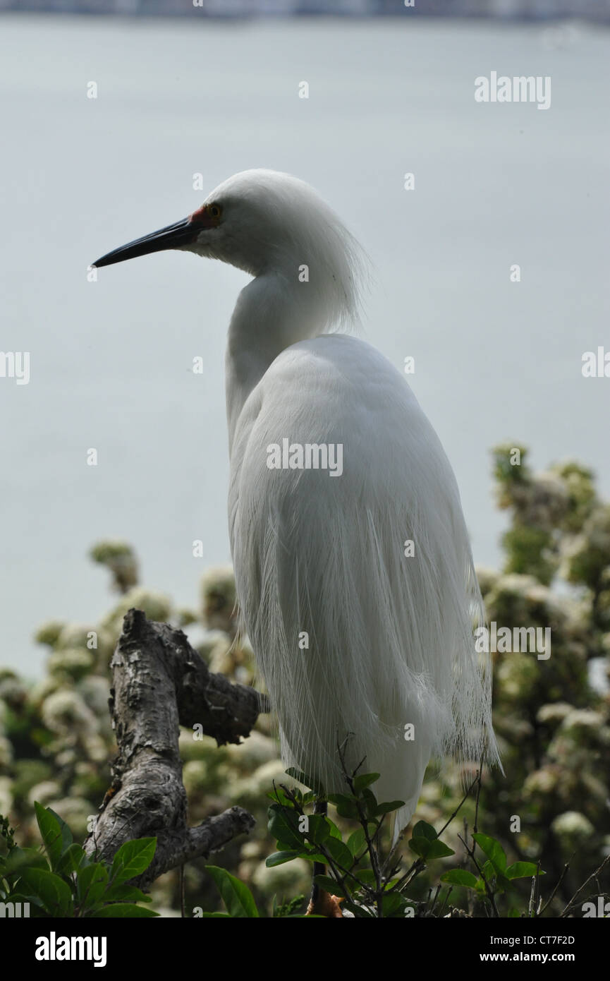 Birds of Alcatraz Stock Photo - Alamy