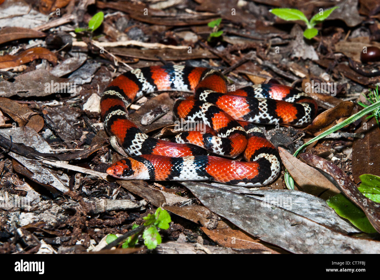 Cemophora coccinea hi-res stock photography and images - Alamy