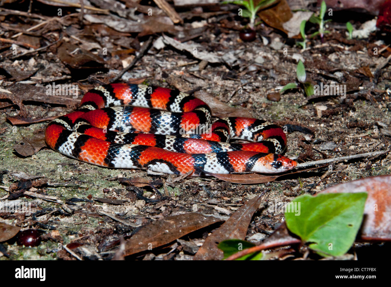 Scarlet Snake (Cemophora coccinea Stock Photo - Alamy