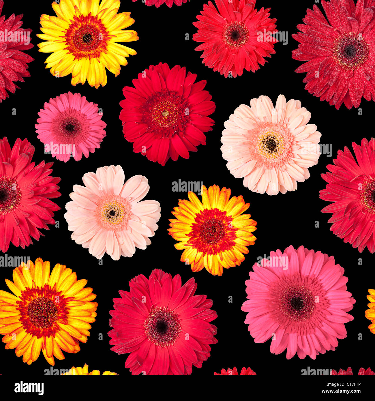 Seamless Pattern from Vibrant Gerbera Flowers, Wallpaper with black ...