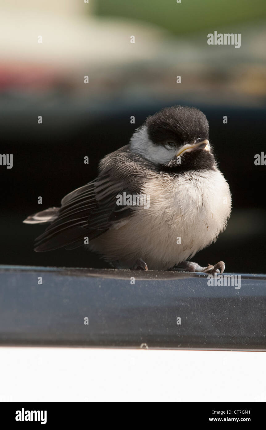 Black capped chickadee fledgling hi-res stock photography and images ...