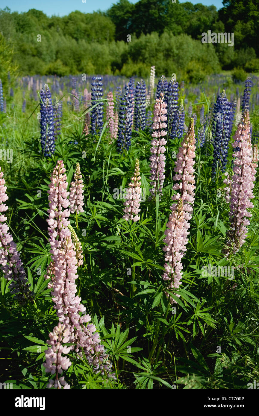 A field of Wild Lupine during the spring in Maine Stock Photo - Alamy