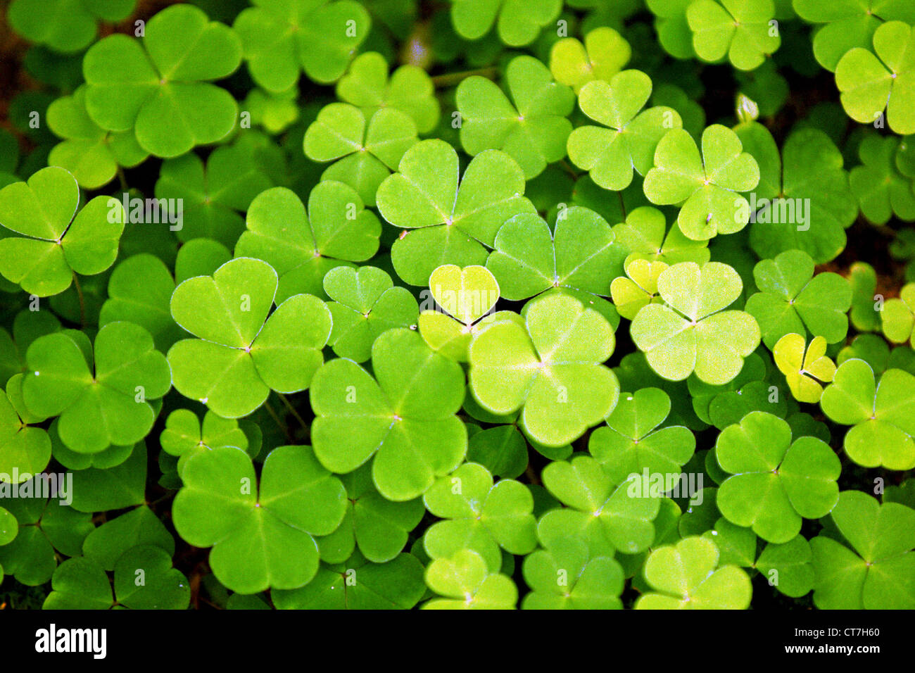 Symbol photo Clover Stock Photo - Alamy
