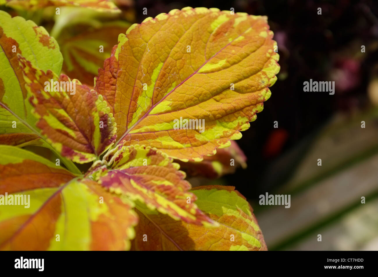 Hybrid Coleus - Solenostemon - Yellow Stock Photo - Alamy