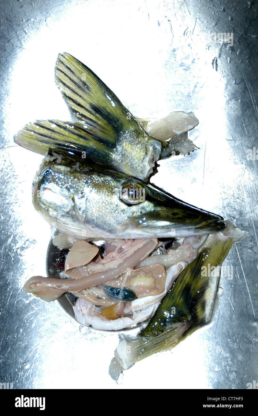 Fish Residue High Resolution Stock Photography and Images - Alamy