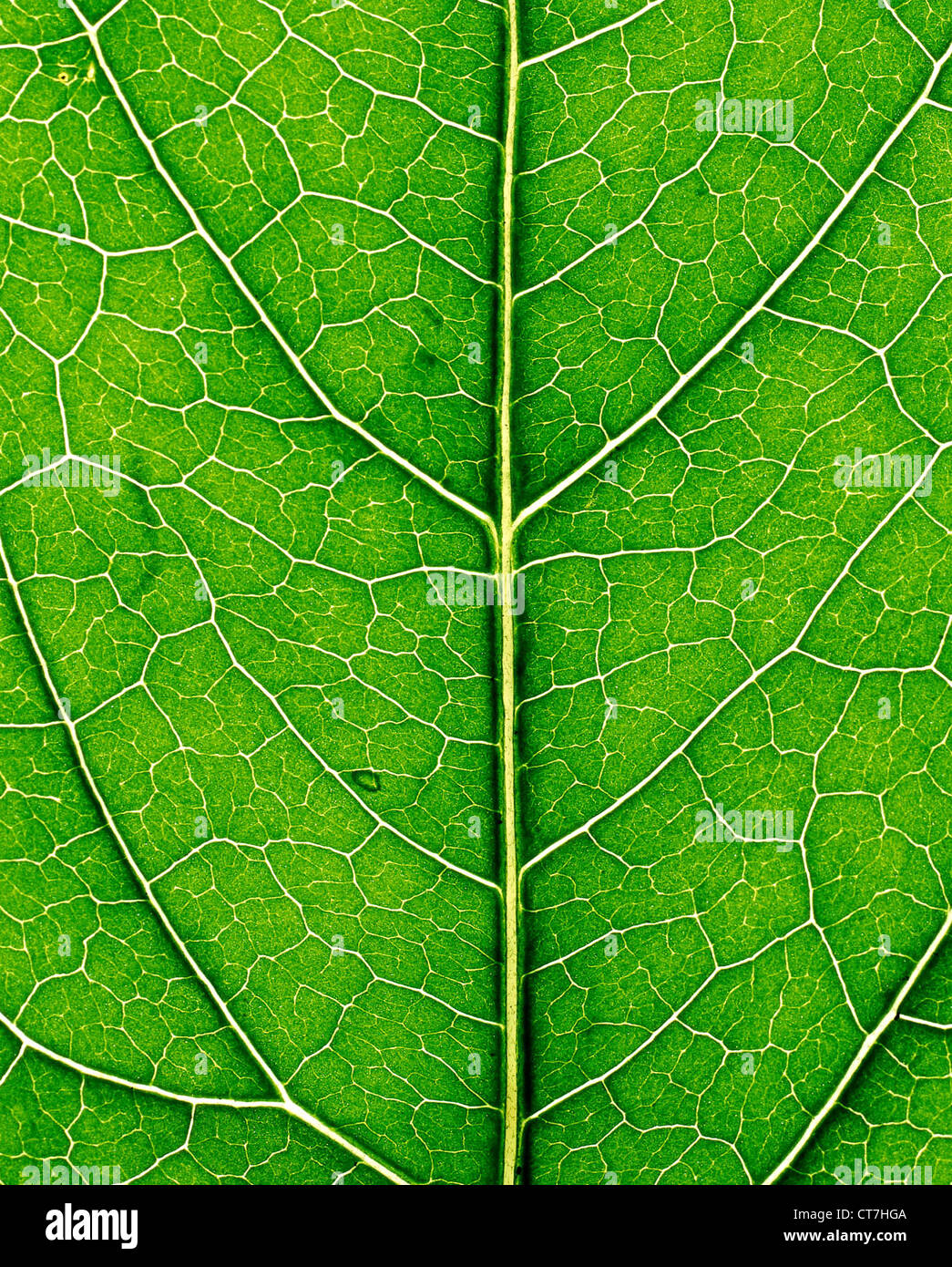 Leaf finish hi-res stock photography and images - Alamy