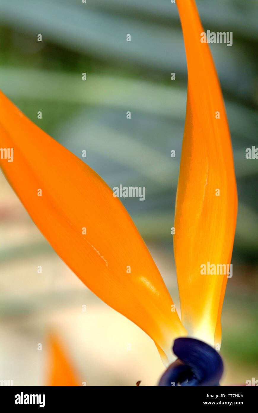 Suessem hi-res stock photography and images - Alamy