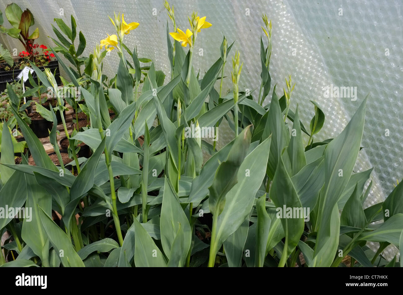 Canna 'ra' - True Water Canna - Close up flower detail Stock Photo - Alamy