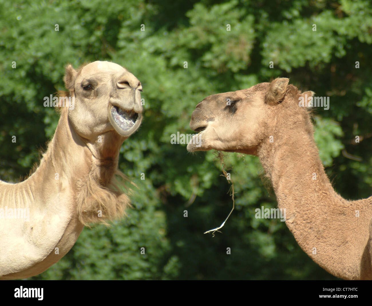 Camels hair hi-res stock photography and images - Alamy