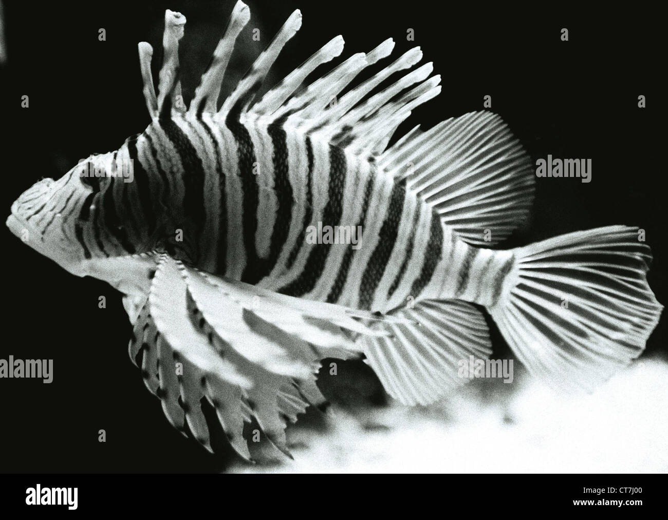 Lionfish side hi-res stock photography and images - Alamy