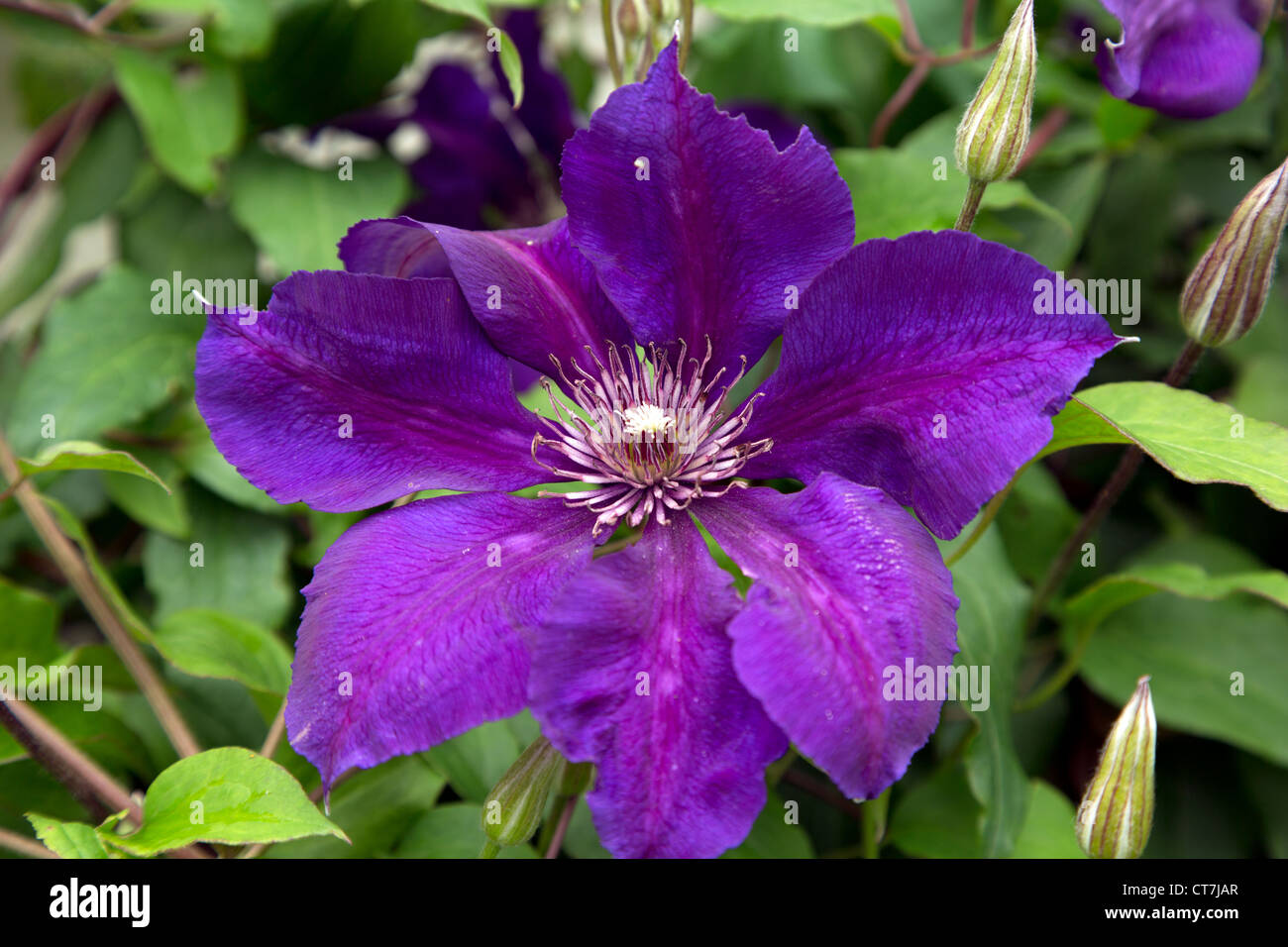 purple clematis flower Stock Photo - Alamy