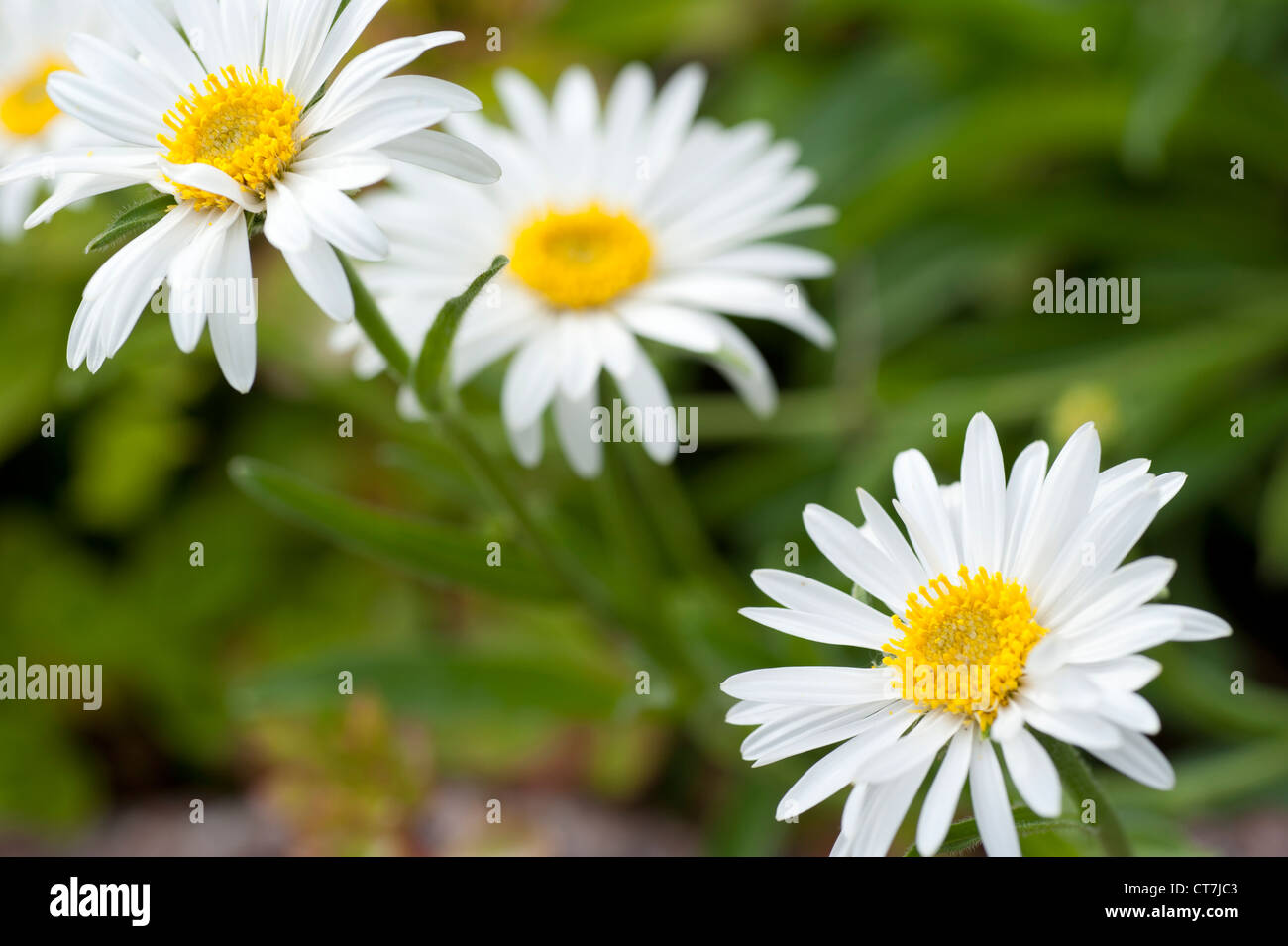 Three daisies in a row Stock Photo - Alamy