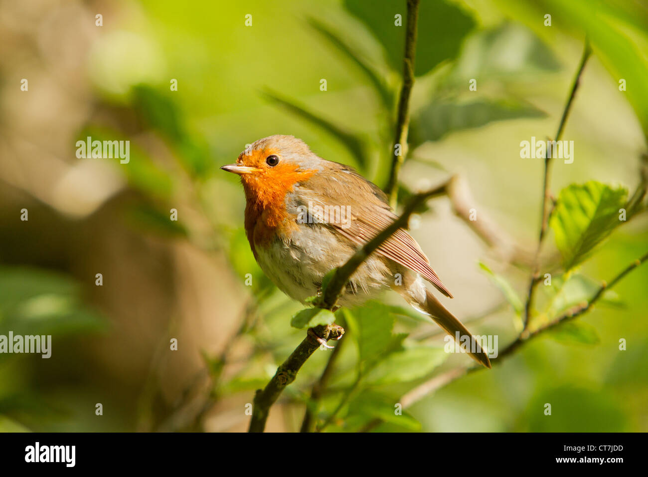 Tehidy woods cornwall uk hi-res stock photography and images - Alamy
