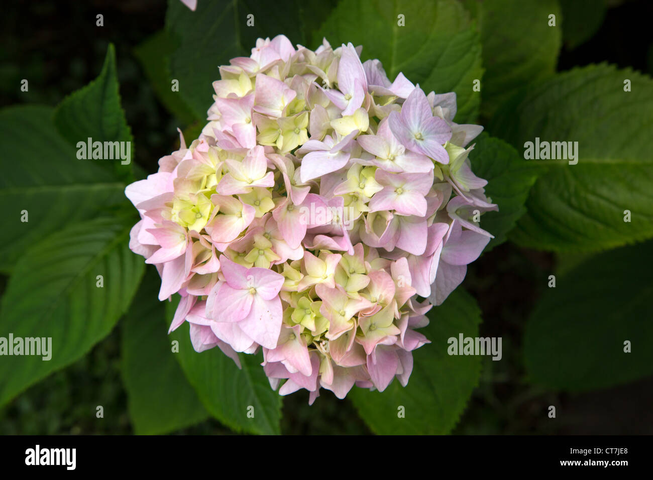 Pink hydrangea macrophylla High Resolution Stock Photography and Images - Alamy